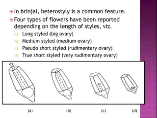 Presentation on Brinjal Breeding | PPTX