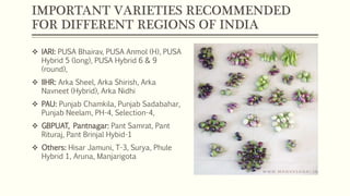 Production Technology Of Brinjal | PPTX