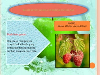 Ppt buah klp. x | PPTX