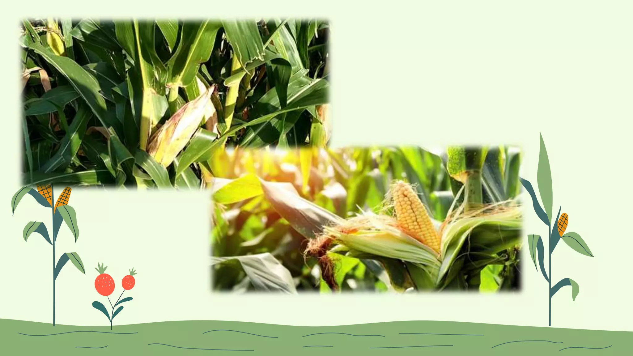 Ppt Budidaya Jagung.pptx