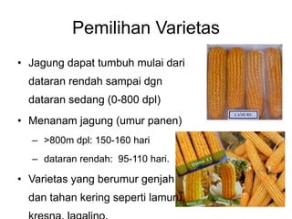 PPT_Budidaya_jagung (1).pptx