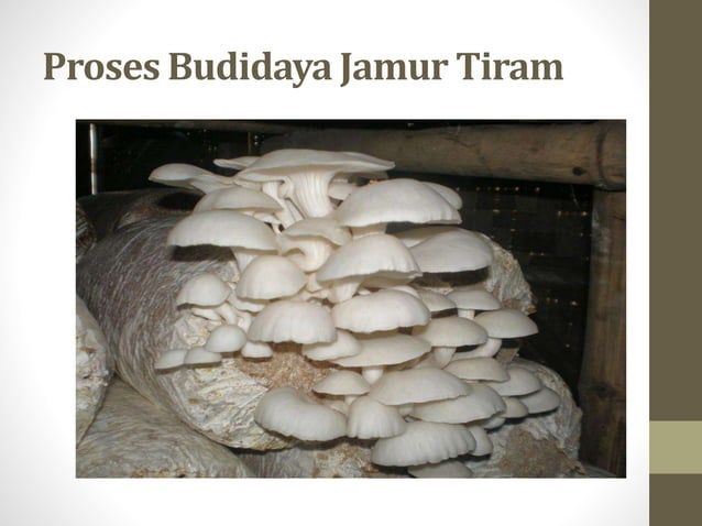 Ppt_budidaya_jamur.pptx