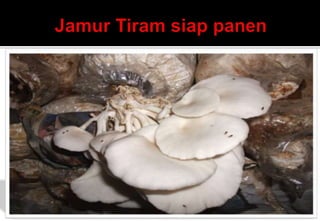 Ppt budidaya jamur tiram untuk bapeda tanggamus 28 03-2014 milik recky chandra, s.p | PPT