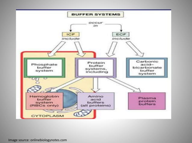 Presentation on Buffer | PPTX