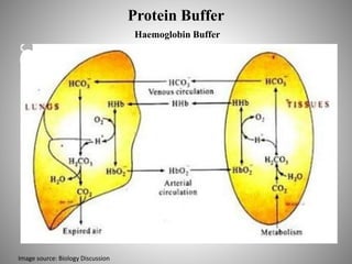 Presentation on Buffer | PPTX