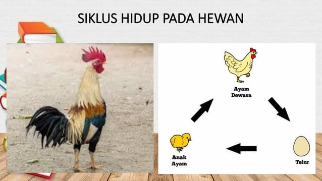 Siklus Pada Makhluk Hidup Untuk Kelas 3 Kurikulum Merdeka.pptx