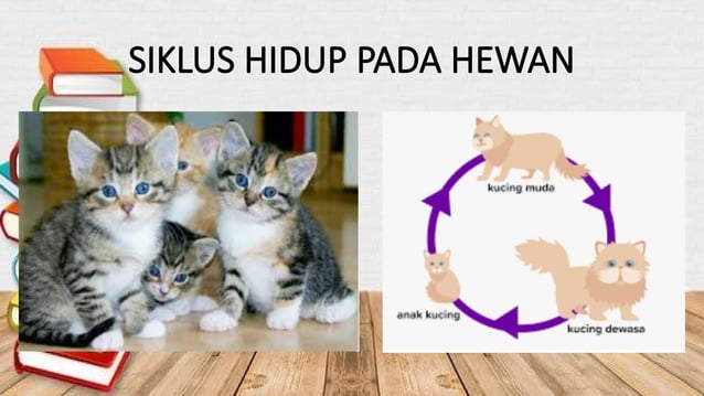 Siklus Pada Makhluk Hidup Untuk Kelas 3 Kurikulum Merdeka.pptx