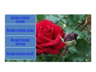 Ppt bunga | PPTX