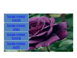 Ppt bunga | PPTX