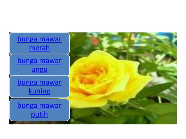 Ppt bunga | PPTX