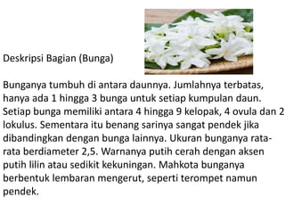 PPT Bunga Melati Kelompok 3 kelas X AKL 2.pptx