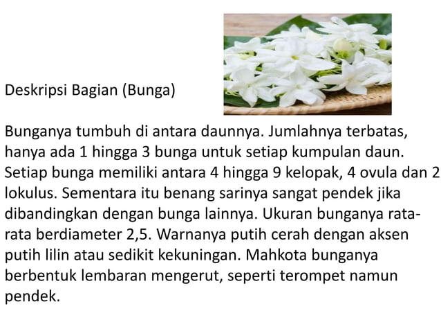 PPT Bunga Melati Kelompok 3 kelas X AKL 2.pptx