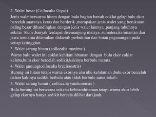 Burung Walet oleh kelompok mahasiswa 1.pptx