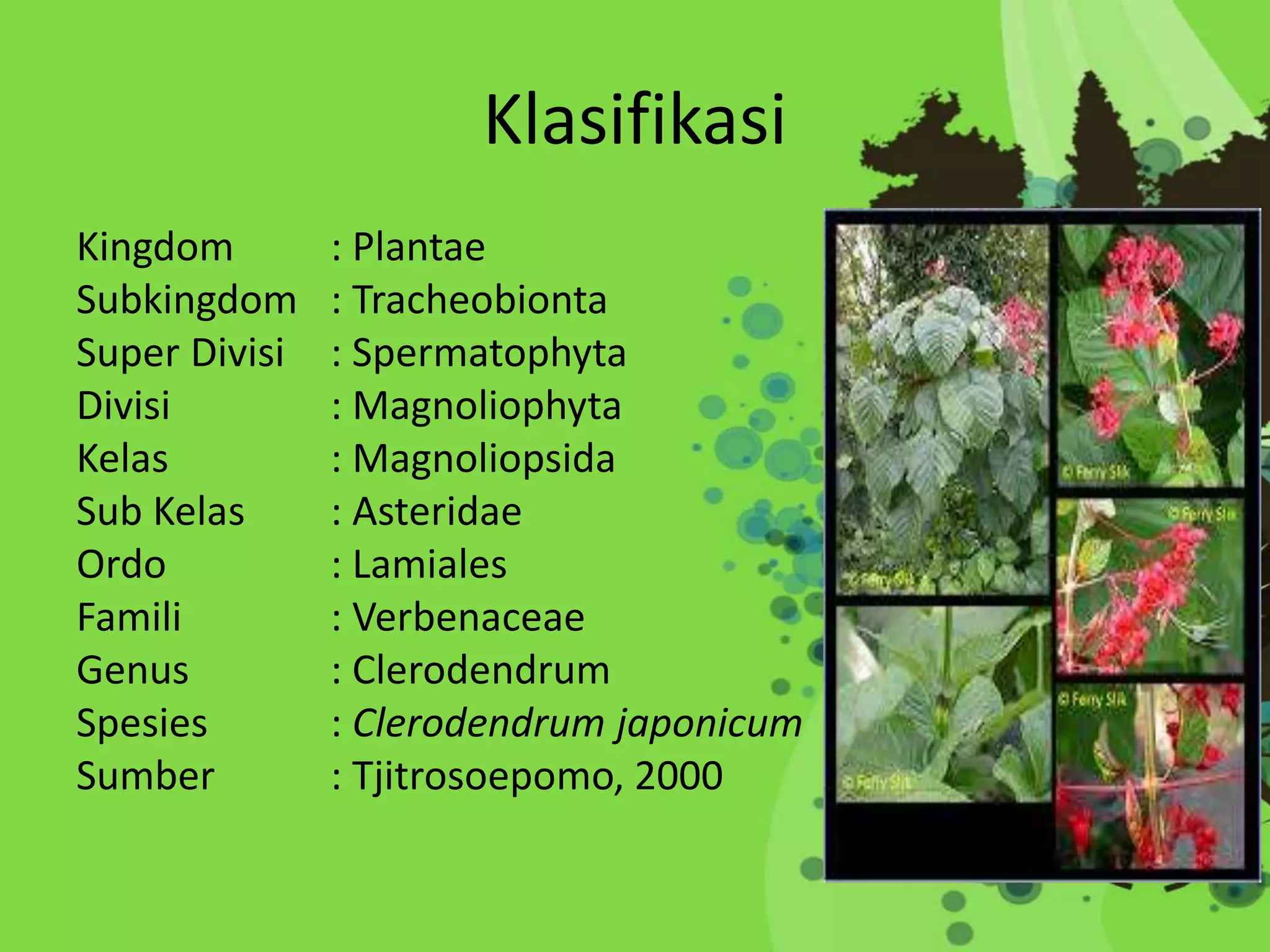 Ppt kajian etnobotani buta buta lalat/ bunga pagoda | PPTX