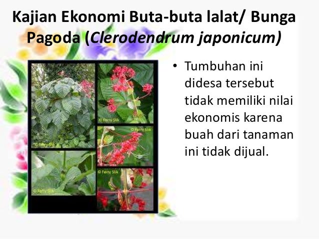 Ppt kajian etnobotani buta buta lalat/ bunga pagoda