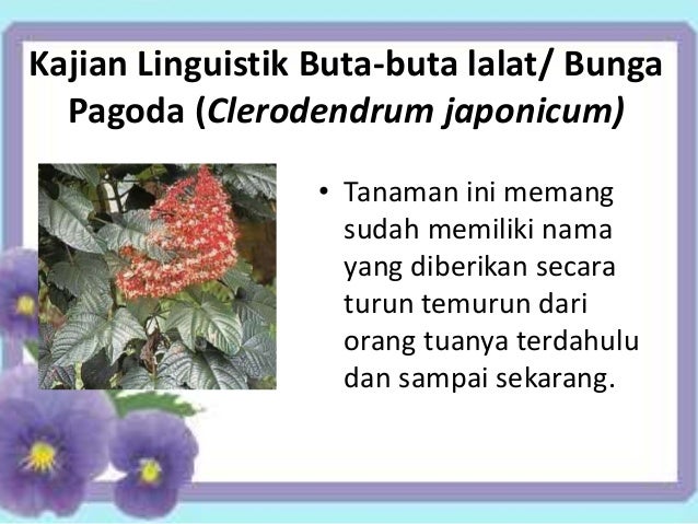 Ppt kajian etnobotani buta buta lalat/ bunga pagoda
