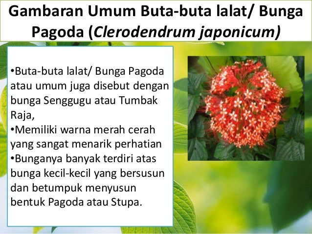Ppt kajian etnobotani buta buta lalat/ bunga pagoda