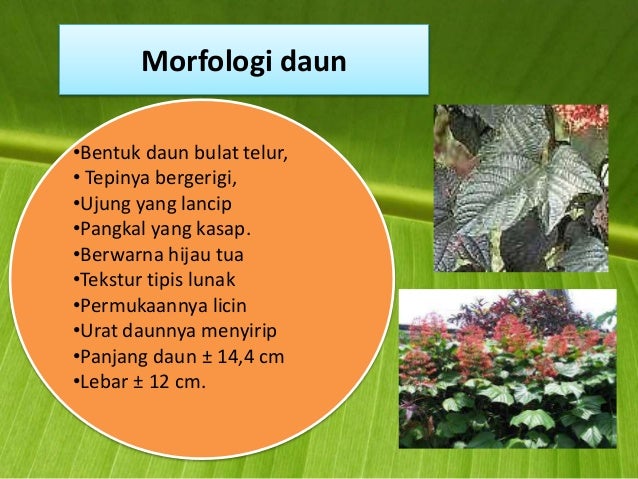 Ppt kajian etnobotani buta buta lalat/ bunga pagoda