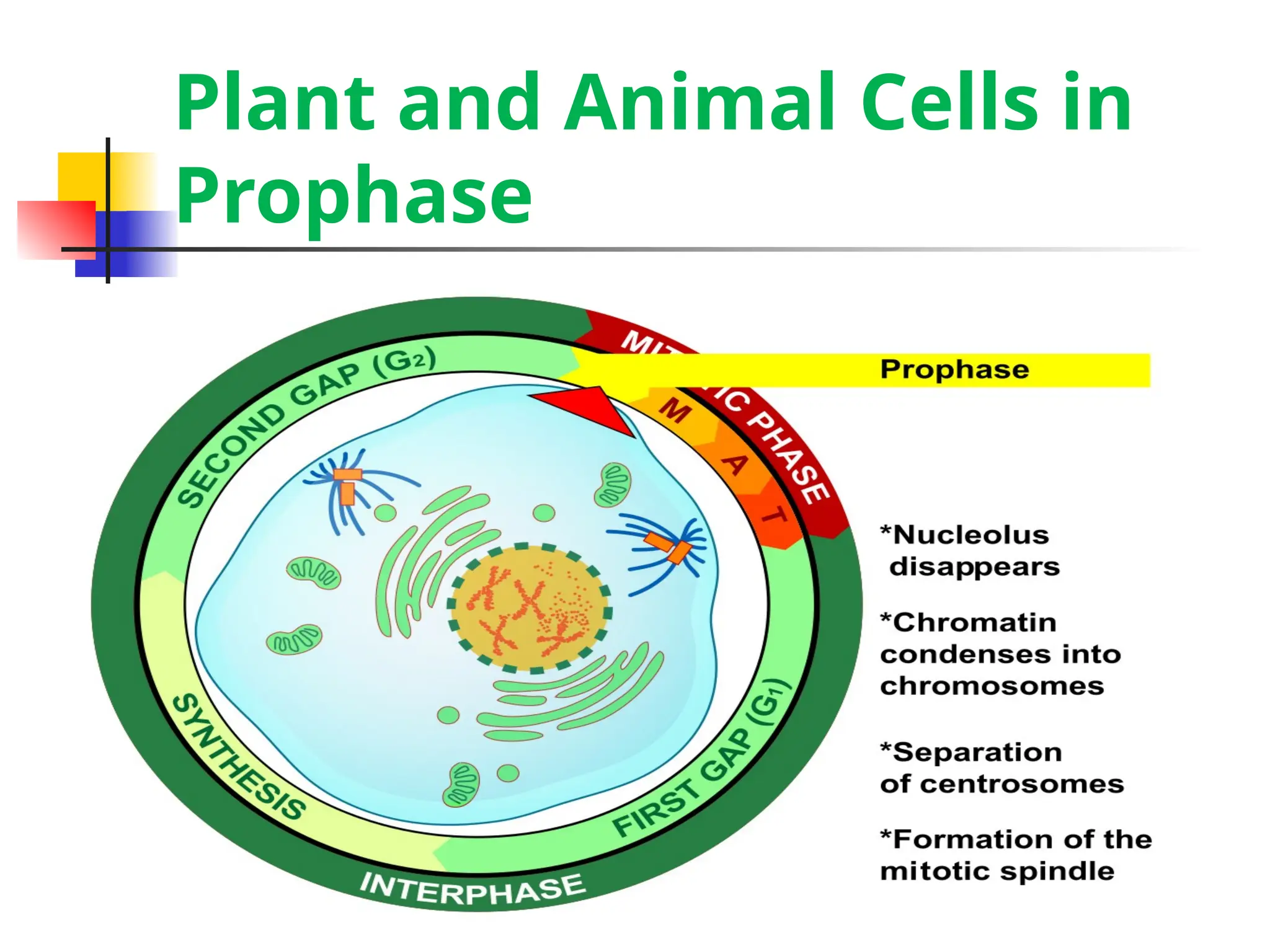 Biology PPT cell division and cell cycle | PPTX