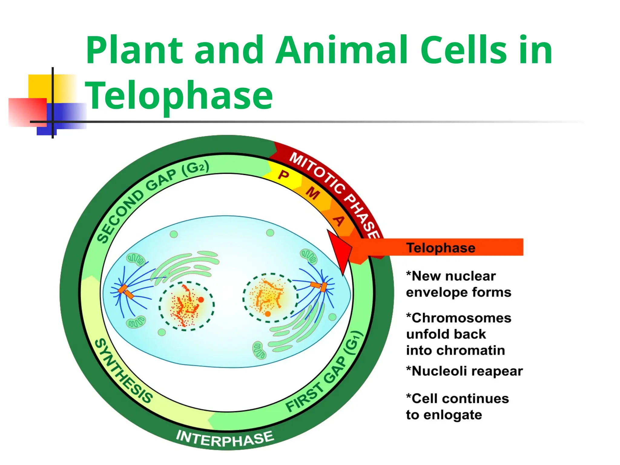Biology PPT cell division and cell cycle | PPTX