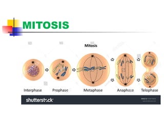 Biology PPT cell division and cell cycle | PPTX