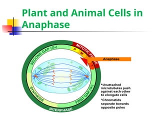 Biology PPT cell division and cell cycle | PPTX
