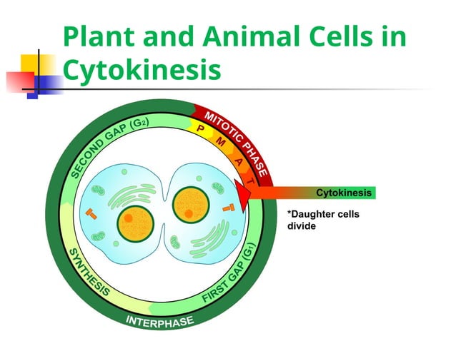 Biology PPT cell division and cell cycle | PPTX