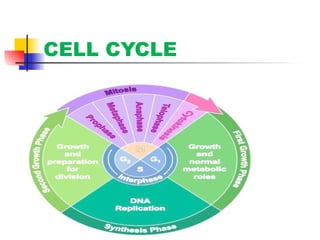 Biology PPT cell division and cell cycle | PPTX
