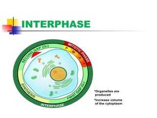 Biology PPT cell division and cell cycle | PPTX