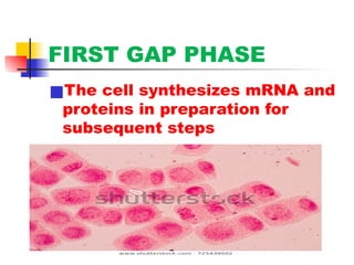Biology PPT cell division and cell cycle | PPTX