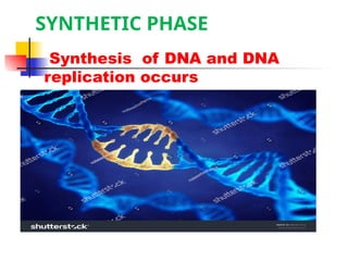 Biology PPT cell division and cell cycle | PPTX