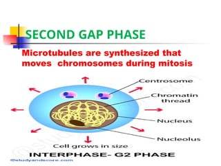 Biology PPT cell division and cell cycle | PPTX
