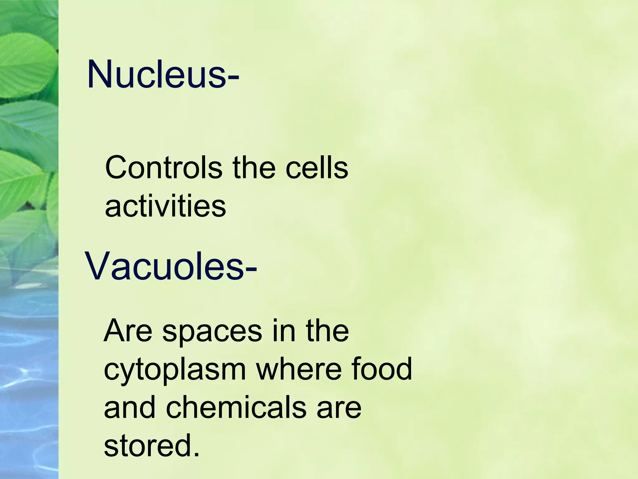 Ppt on plant and animal cell | PPT