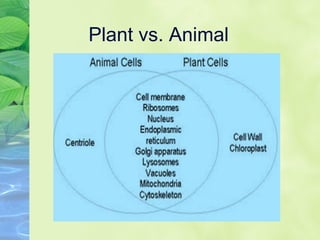 Ppt on plant and animal cell | PPT