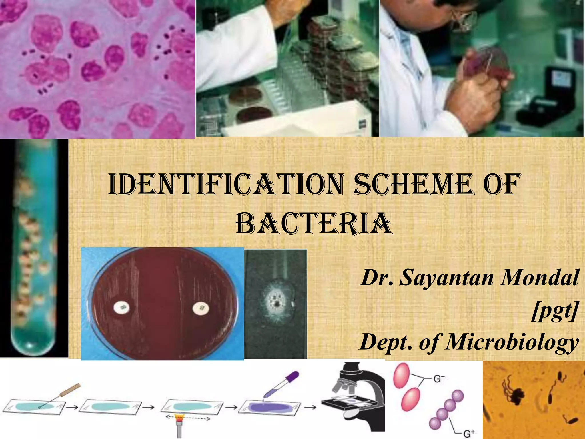 identification of bacteria | PPTX