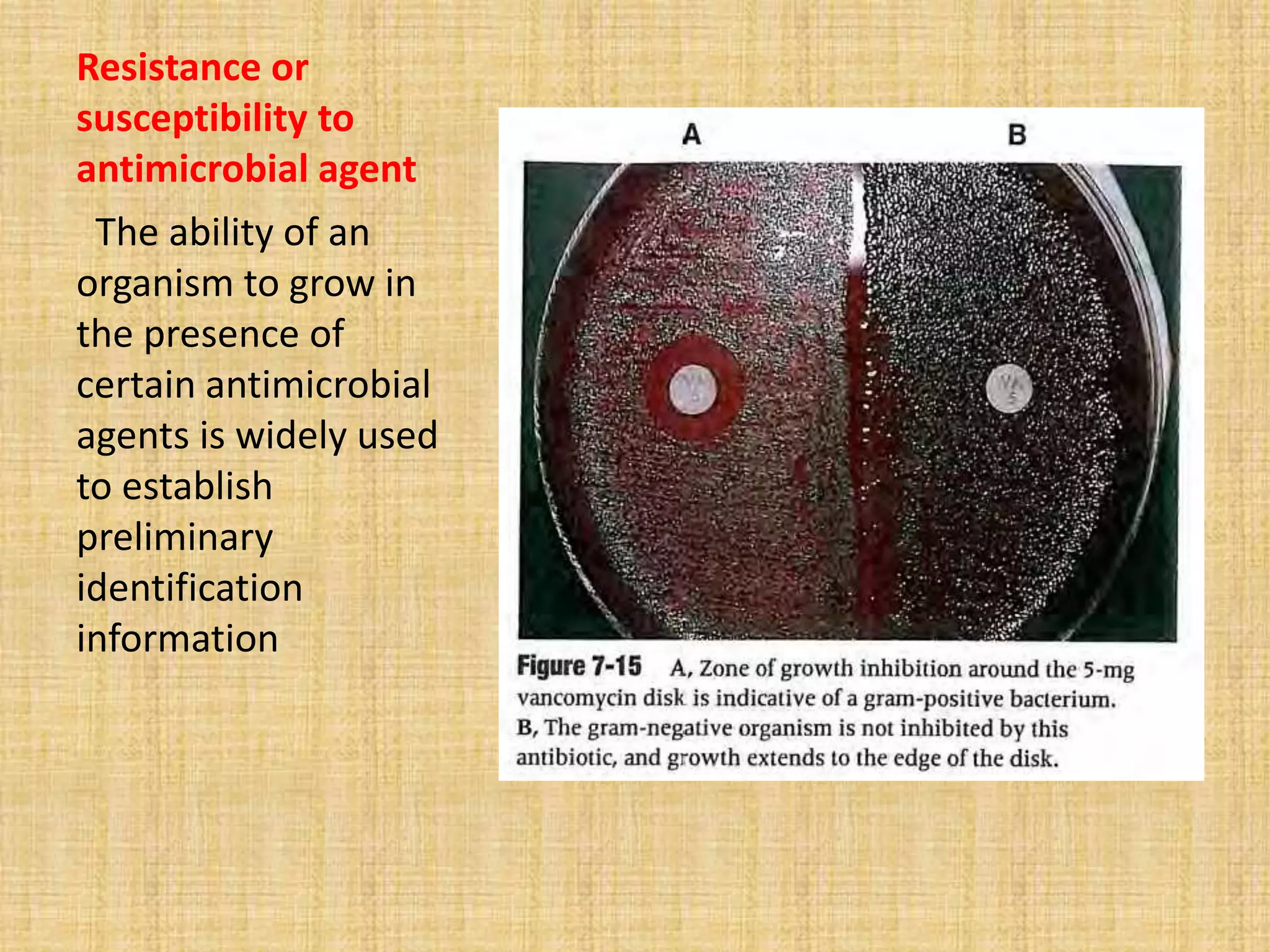 identification of bacteria | PPTX