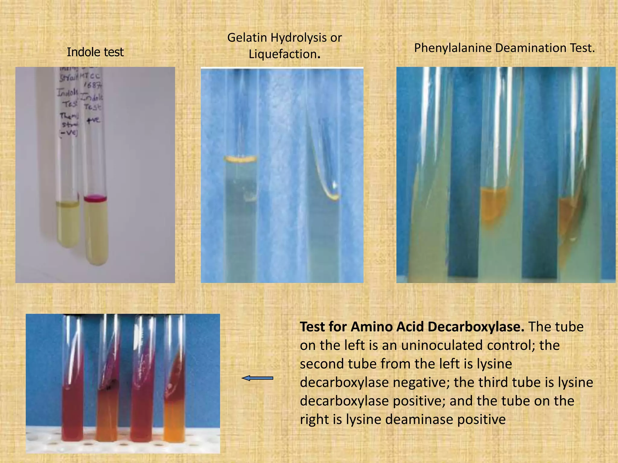 identification of bacteria | PPTX
