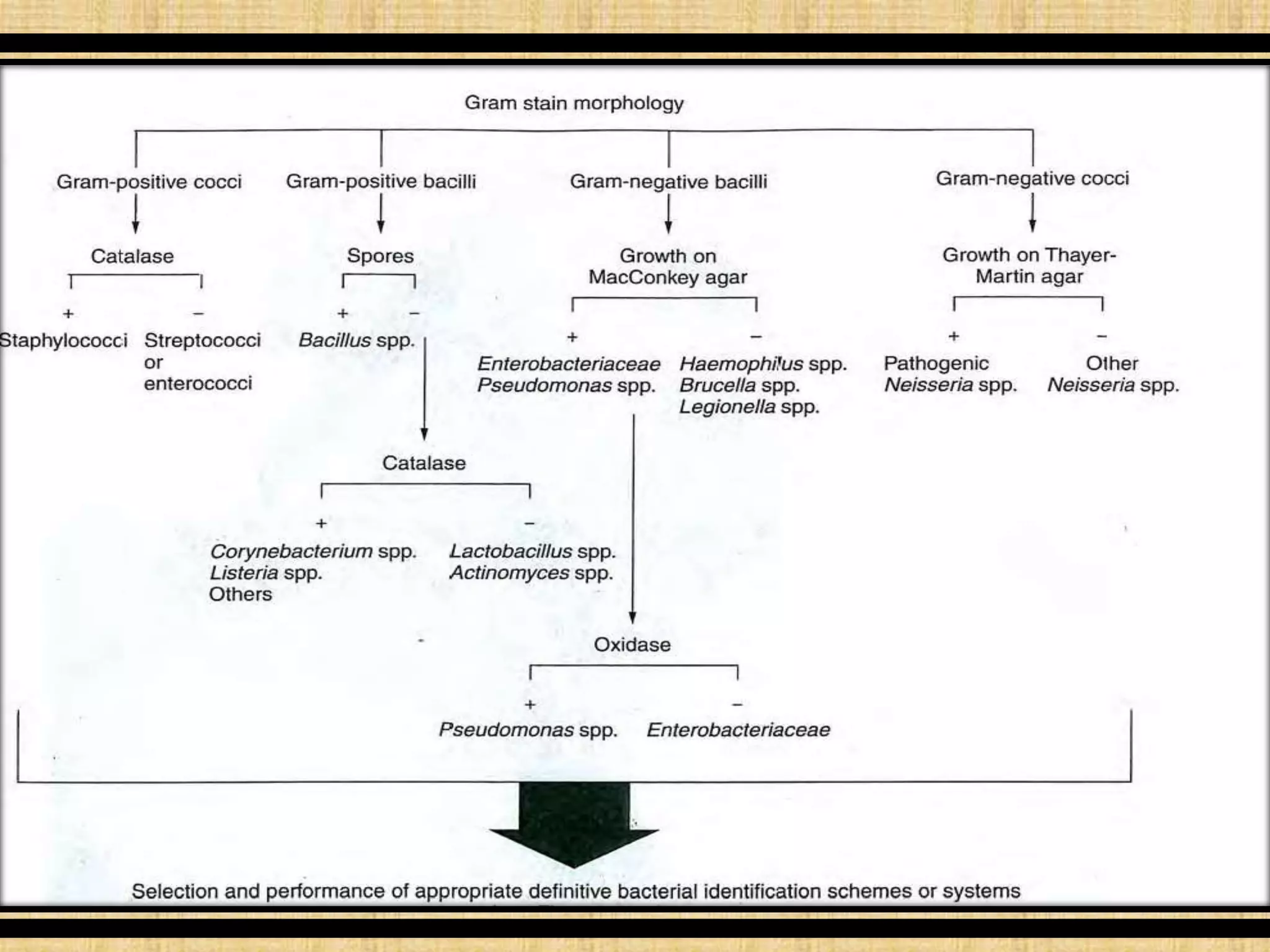 identification of bacteria | PPTX
