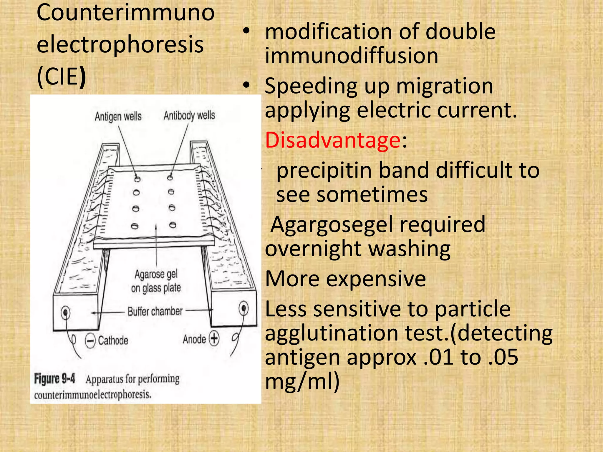 identification of bacteria | PPTX
