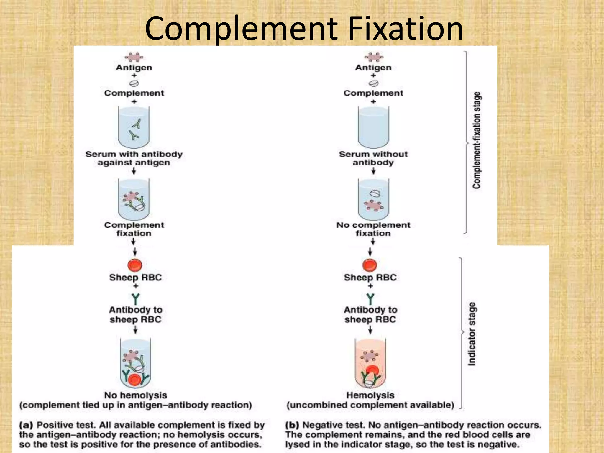 identification of bacteria | PPTX