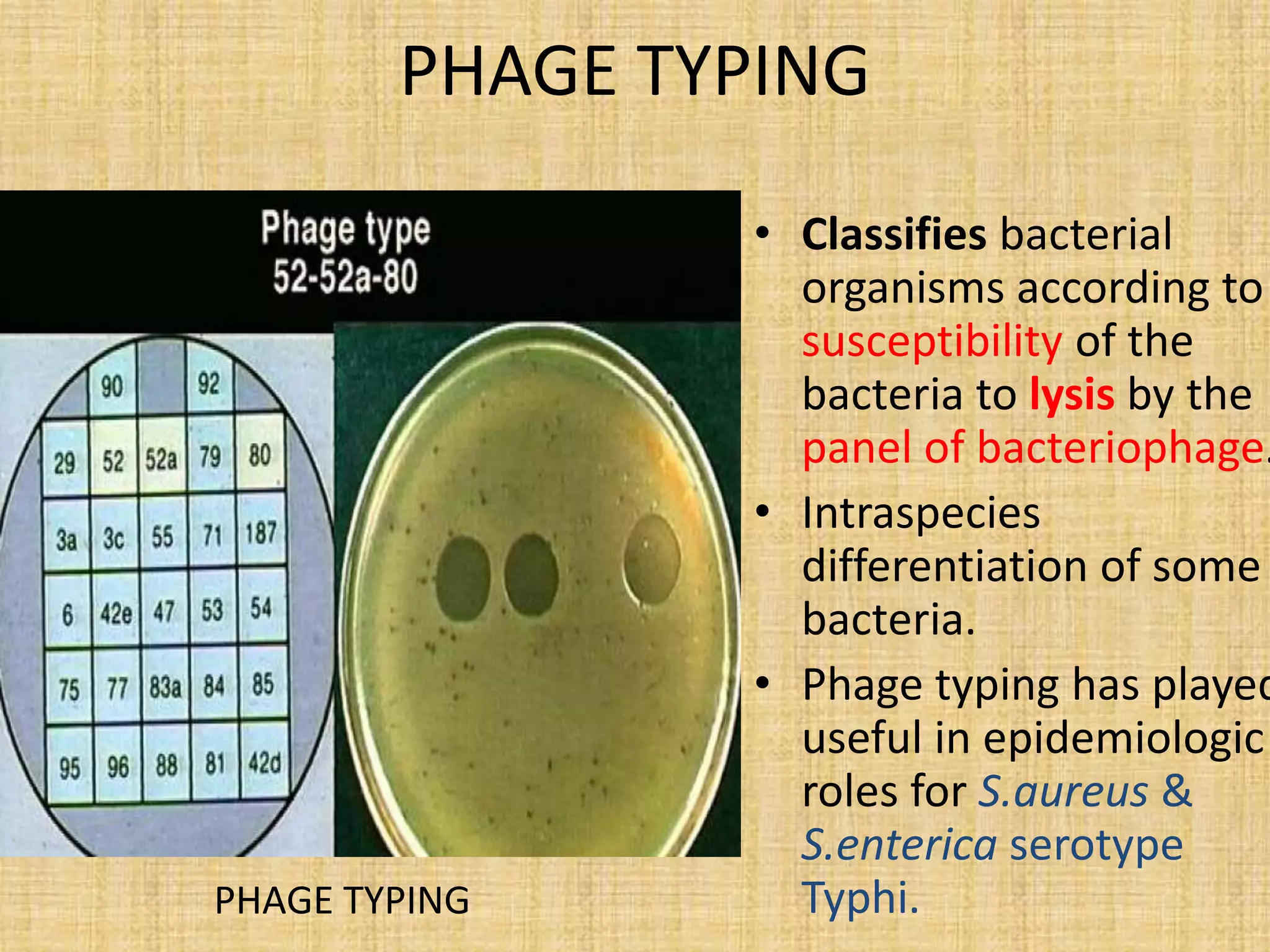 identification of bacteria | PPTX