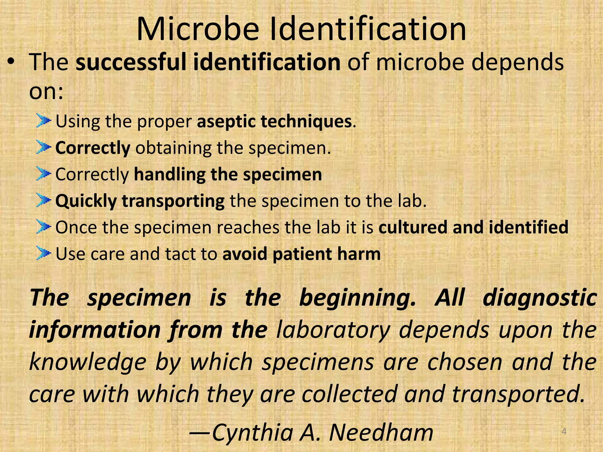 identification of bacteria | PPTX