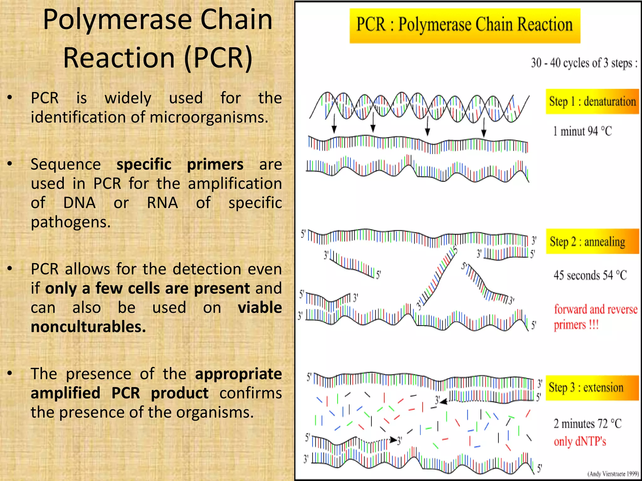 identification of bacteria | PPTX