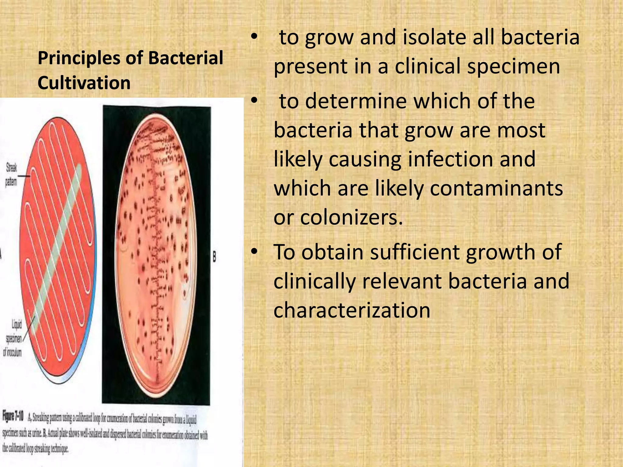 identification of bacteria | PPTX | Infectious Diseases | Diseases and ...