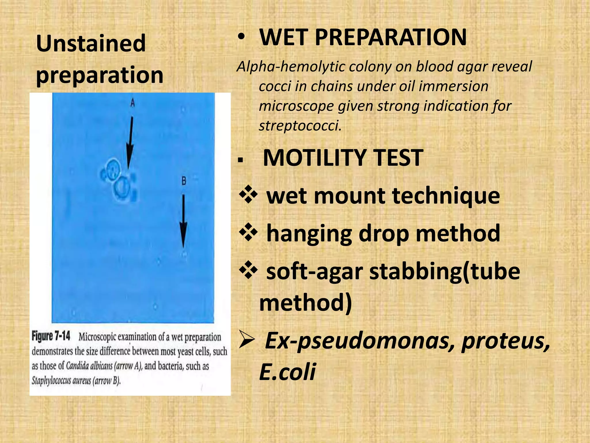 identification of bacteria | PPTX