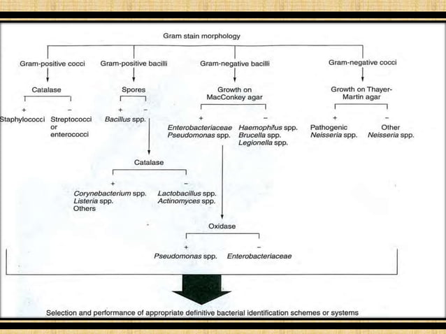 identification of bacteria | PPTX | Infectious Diseases | Diseases and ...