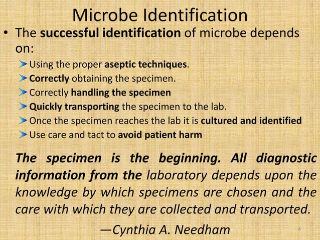 identification of bacteria | PPTX | Infectious Diseases | Diseases and ...