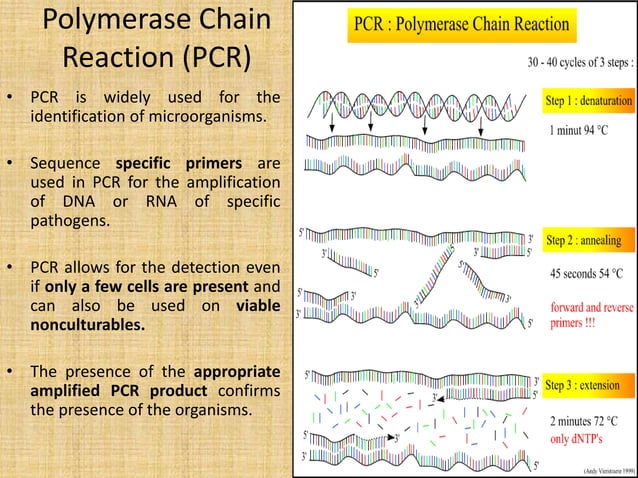 identification of bacteria | PPTX | Infectious Diseases | Diseases and ...