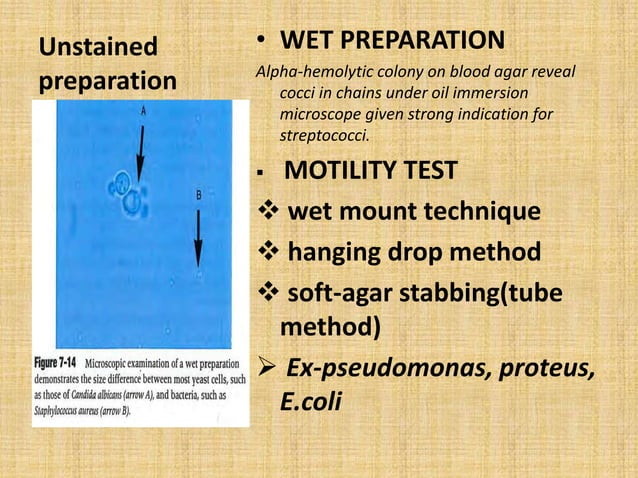 identification of bacteria | PPTX | Infectious Diseases | Diseases and ...