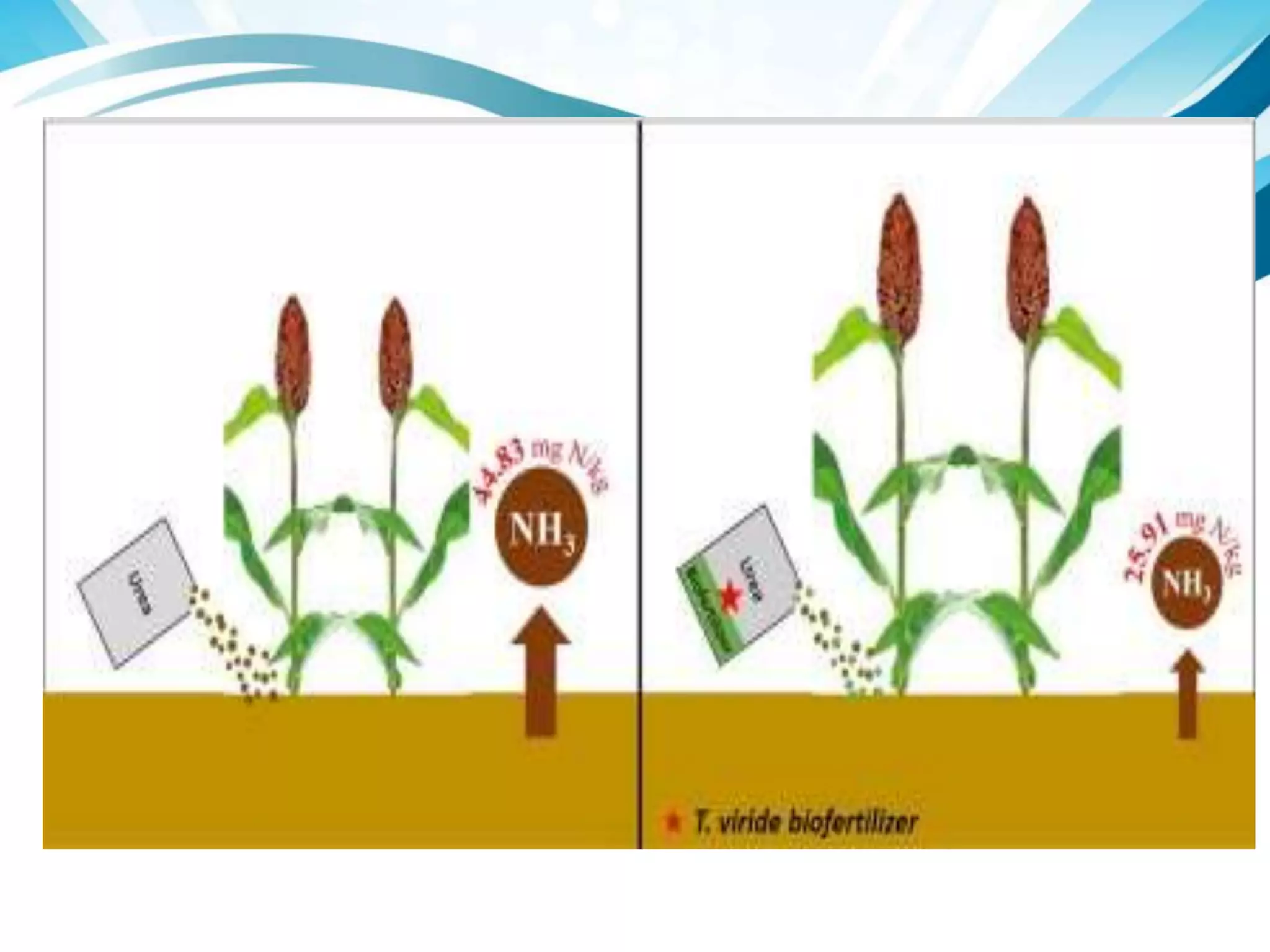 Mass Production of Trichoderma | PPTX